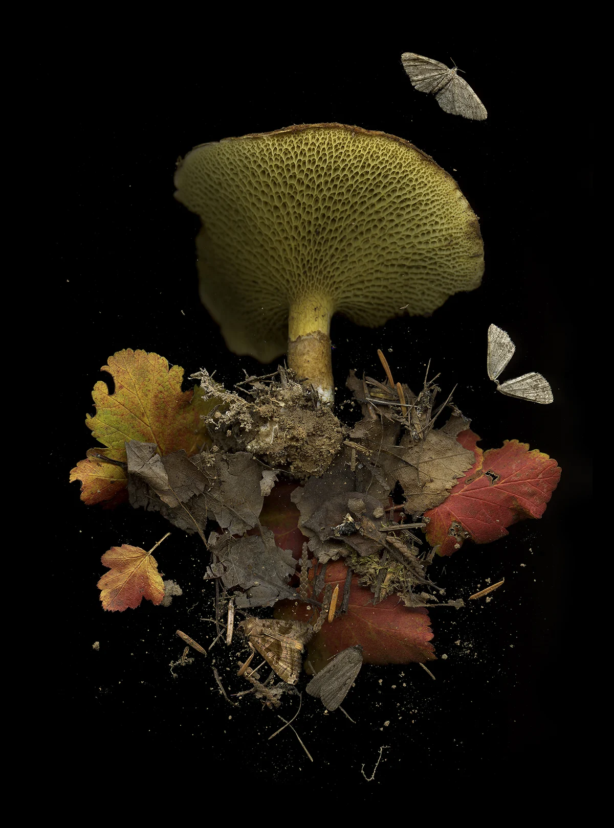 ART PARTY: Aurora Arborealis - Theatre Network